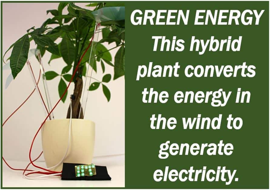 Green plants generate electricity - 150 volts per leaf